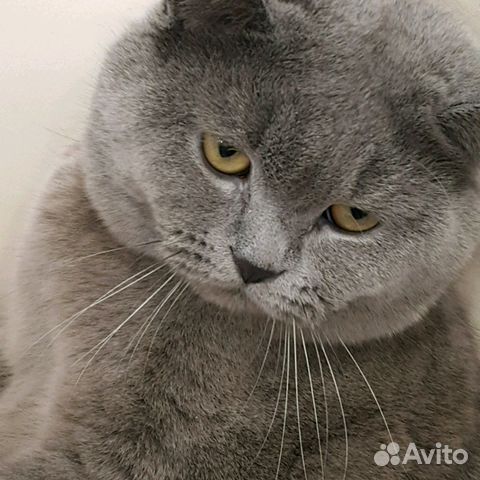 Шатландский кот