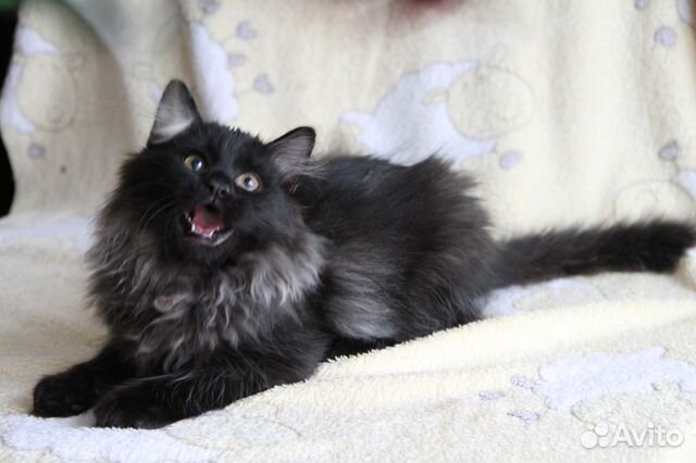 Шикарный крупный котенок сибиряк Валдай