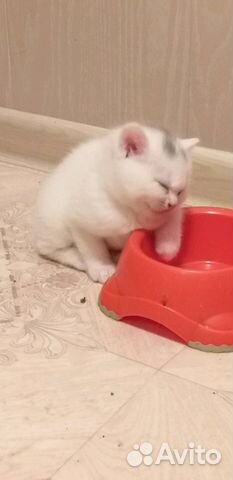 Продам котят