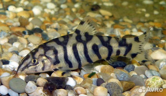 Коридорасы, боции мраморные, данио