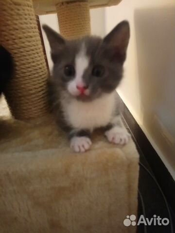 Котята сибирские метисы