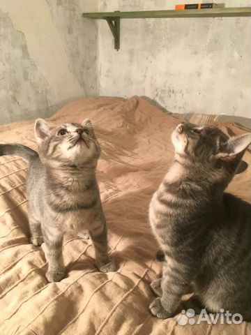 Котятя беспородные)