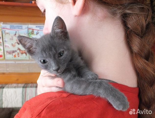 Котята, метисы русской голубой в дар