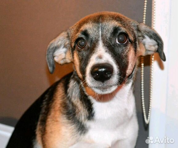 Щенок девочка Матильда 10мес метиска