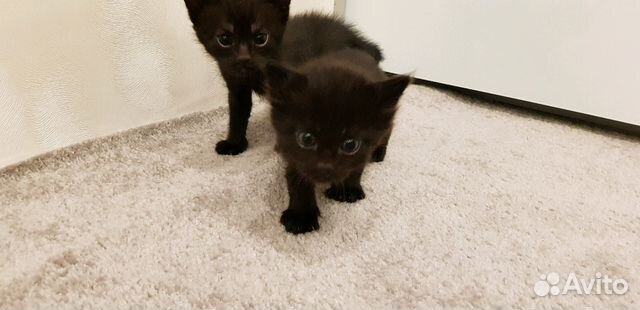 Котенок мальчик черный