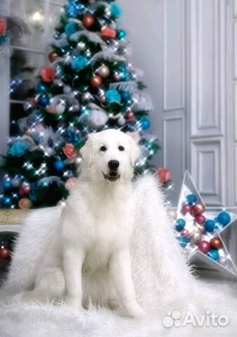 Перспективная девочка мареммы