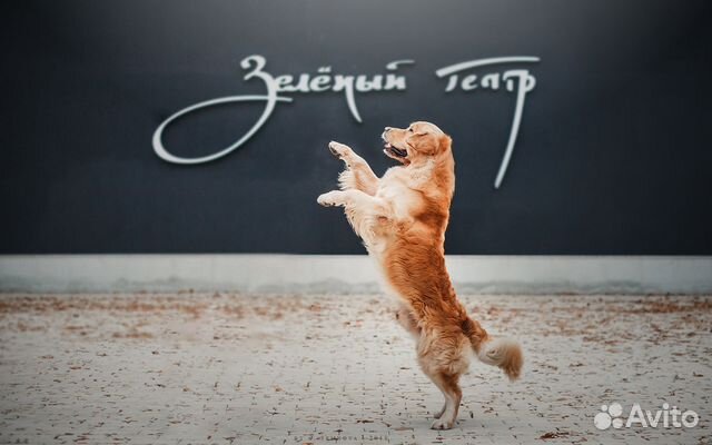 Рыжая девочка золотистого ретривера