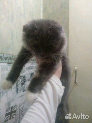 Отдам в добрые руки