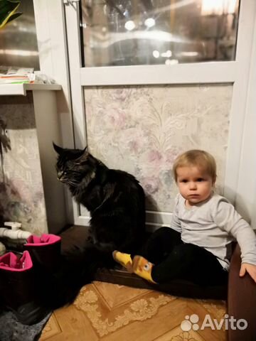 Потерялся Кот мейн кун