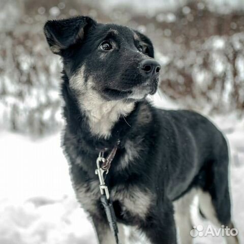 Томми ищет Семью