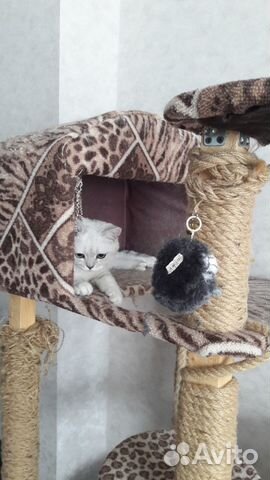 Британский короткошерстный