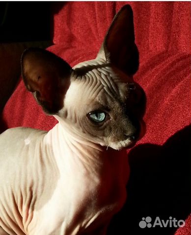 Канадский сфинкс