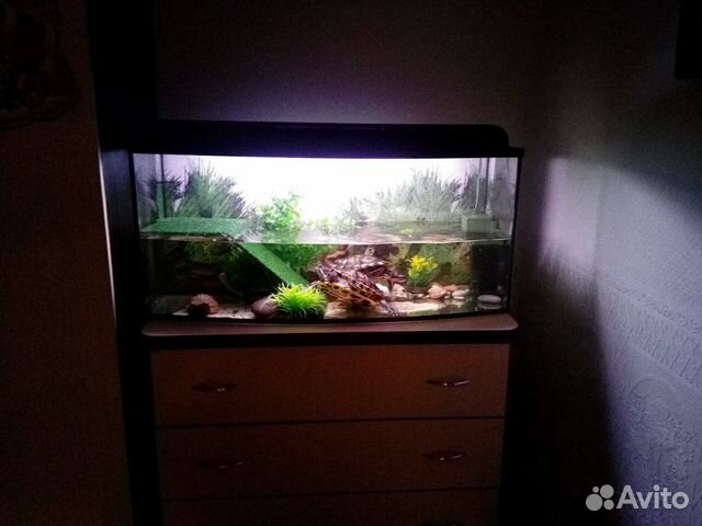 Красноухие черепахи Винни и Пух