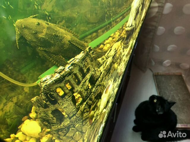 Аквариум 180л с рыбками и тумба (+доставка)