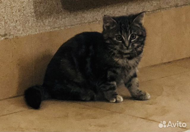 Ласковый рысёнок. Котёнок девочка -2 мес