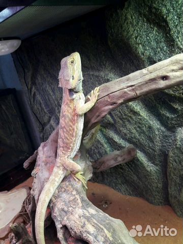 Агама (ящерица) с террариумом на тумбе