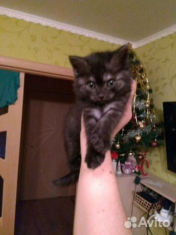 Котёнок шотладский