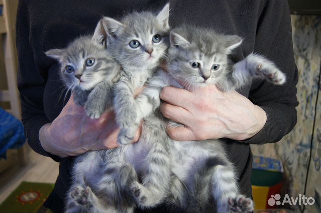 Домашние голубые котятки 1.5 мес ждут Вас