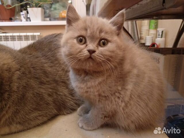 Британский котенок