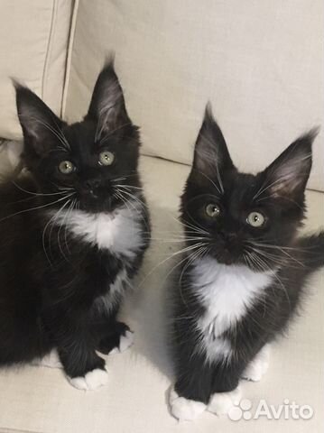 Котята Мейн Кун брат и сестрёнка. Питомник