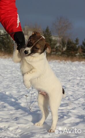 Щенок Атос-возьмите графа в свою семью