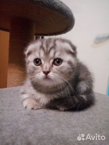 Шотладские кошечки