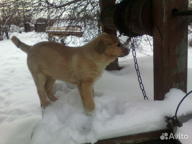 Щенок западносибирской лаикй метис возраст