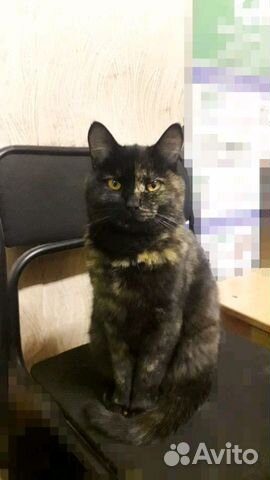 Кошка-черепашка в добрые руки