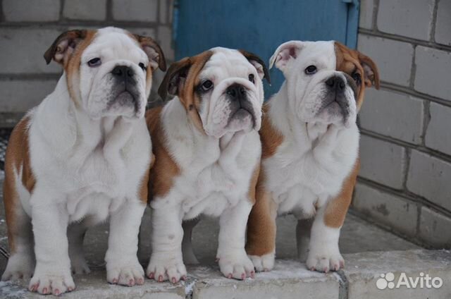 Девочки англичанки