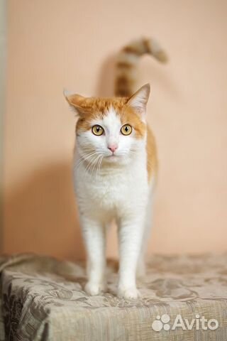 Рыжий котик Тедди