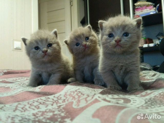 Шотландские котята