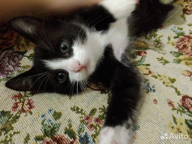 Кошка. Отдадим крошку в добрые руки