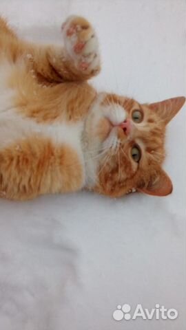 Рыжий котик-подросток в добрые руки