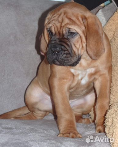 Щенок Бордосского дога