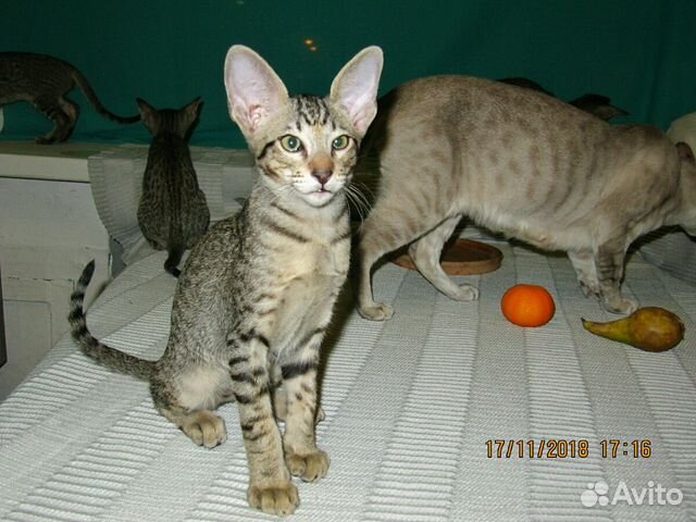 Ори клубные с документами