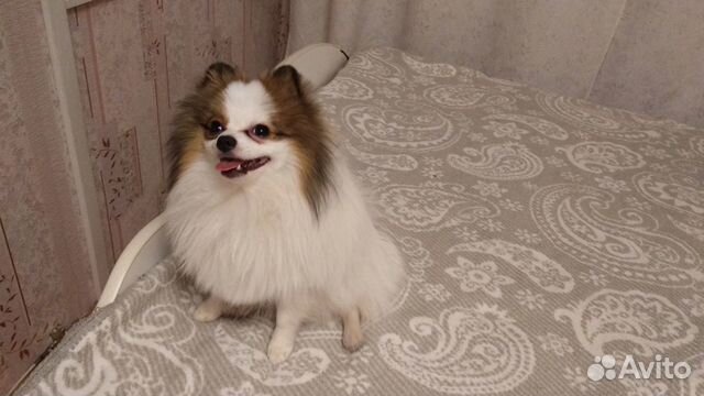 Вязка мини шпица пати-колор