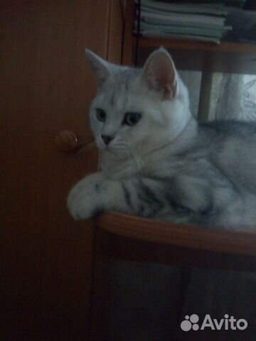 Британский плюшевый котенок