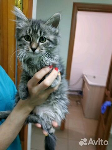 Кошечка лапушка