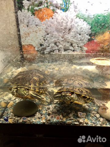 Аквариум с подставкой и с двумя черепахами