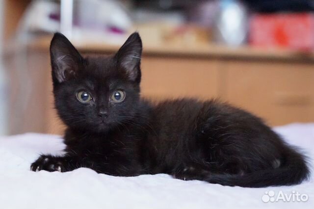 Ручная домашняя пантерка