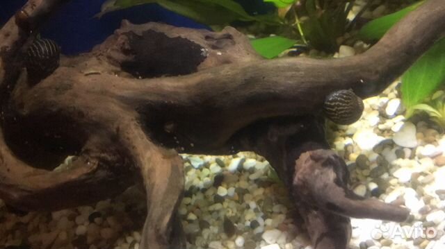 Улитки Неретины