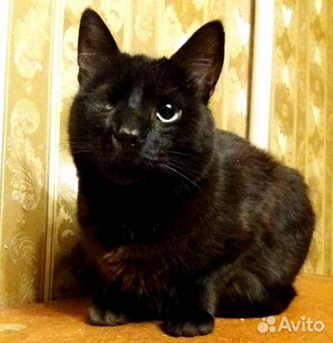 Ищем дом спасенному коту