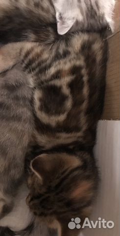 Британец котёнок девочка британка