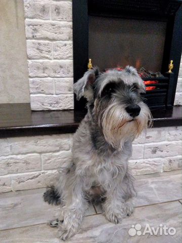 Ищем мальчика цвергшнауцер на вязку