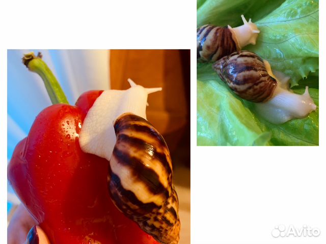 Улитки ахатины