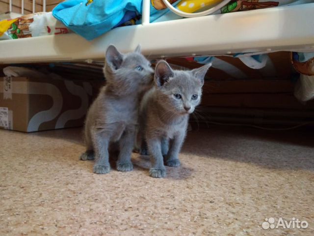 Продам русского голубого котенка