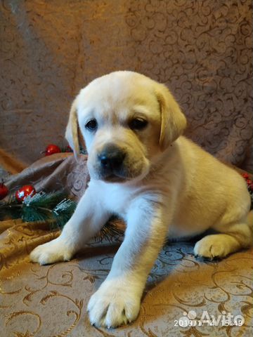 Перспективные породистые лабрадорята