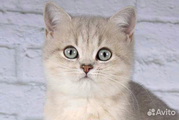Британская шиншилла кошечка Вероничка