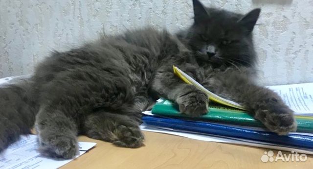 Кошка сибирская голубая