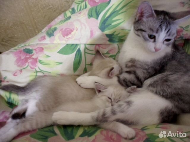 Маскарадная кошечка